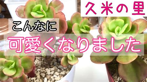 多肉植物紅葉してるけどしょっちゅう倒れちゃうので植え替えします 久米の里 YouTube