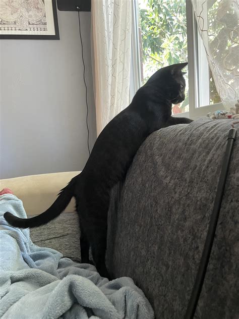How House Panthers Hunt Rhousepanther