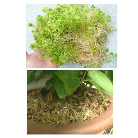 Дренаж для цветов: материалы для дренажа комнатных растений