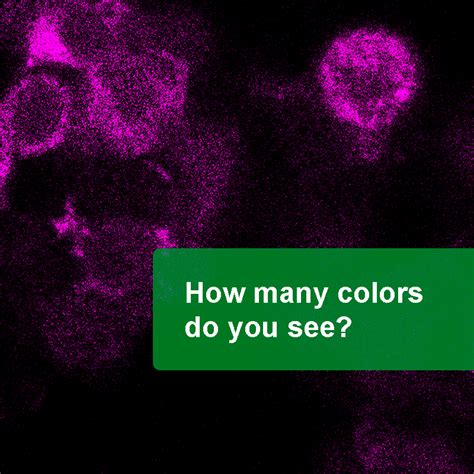 Multiplexing 9 Fluorescent Proteins In One Shot Picoquant