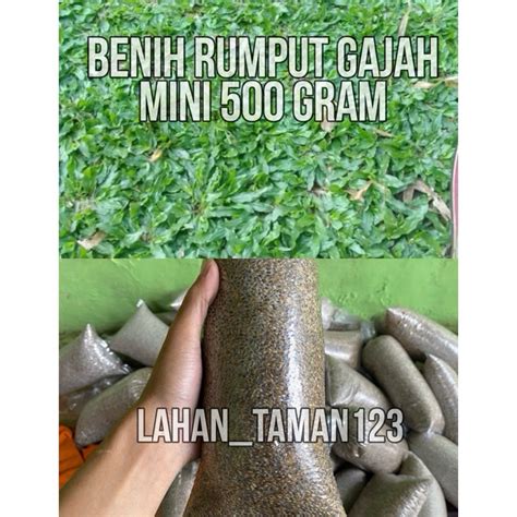 Jual Benih Bibit Rumput Gajah Mini Biji Rumput Gajah Mini 500 Gram Shopee Indonesia