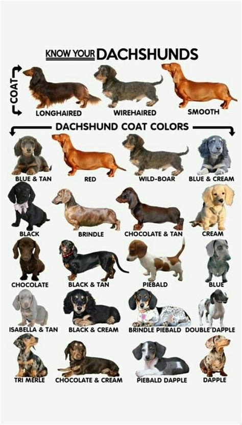 Dachshunds Dachshund Puppies Dachshund Breed Dachshund Colors