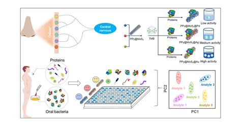 Metal Nanoparticle Supported Nanozyme Based Colorimetric Sensor Array For Precise Identification