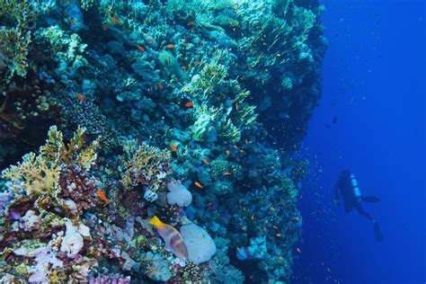 Cenderawasih Bay Liveaboards Year Round Whale Shark Diving