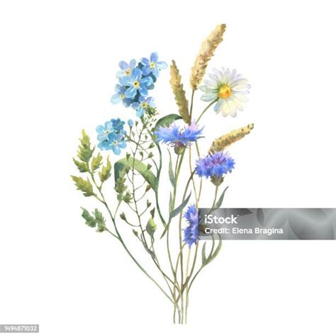 수채화 초원 꽃 꽃다발 암소 파슬리 블루 수레 국화 허브 흰색 배경에 격리된 야생화의 손으로 그린 꽃 포스터 계절에 대한 스톡 벡터 아트 및 기타 이미지 Istock