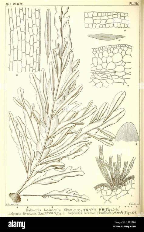 Icones Of Japanese Algae Tokyo Kazamashobo 1907 1942 Algae Botany Japan Pictorial Works