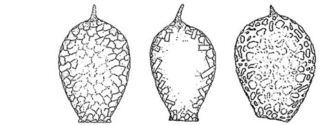 Difflugia Australis Microworld