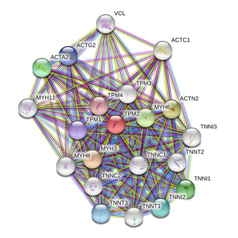 Tpm2 Tropomyosin 2 Protein Overview Sino Biological