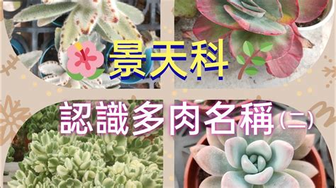 多肉名稱x景天科二x一起來認識眾多的肉肉們 Succulent 多肉植物 多肉紹介 多肉 景天科 Youtube