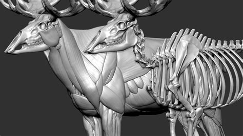 3d Moose Vfx Muscle Simulation Turbosquid 1886626