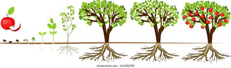Growing Tree Stages