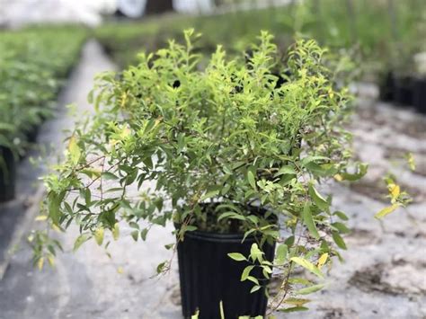 喷雪花植物 重瓣喷雪花 喷雪花 大山谷图库