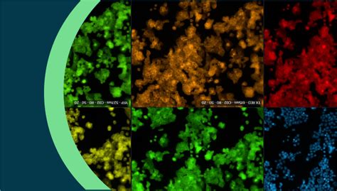 Using Export Function In Softmax Pro 7 Molecular Devices