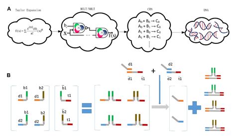 Figure 3 From Dna Strand Displacement Based Computational Systems And Their Applications