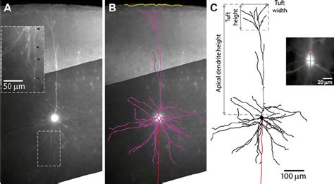 Post Hoc Histochemistry And Reconstruction Of A Fezf2 Gfp Positive Download Scientific Diagram