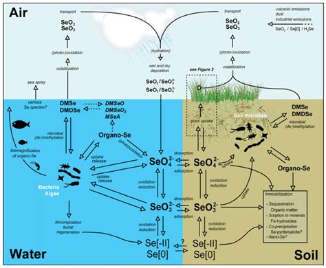Selenium Apical