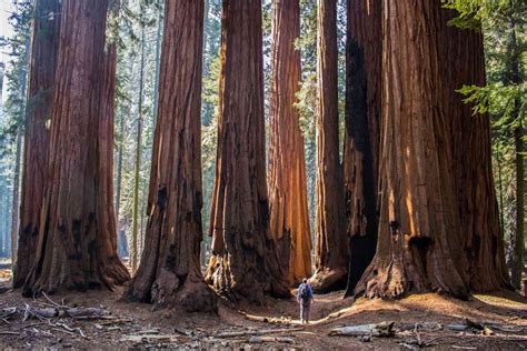 Spectacular Facts About Giant Sequoias