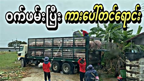 ဝက်ဖမ်းရောင်း ဝက်မွေးမြူရေး ဝက်မွေးနည်း ဝက်စာ မွေးမြူရေး Youtube