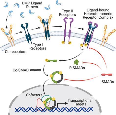 Overview Of The Canonical Bmp Signaling Pathway Bmp Ligand Dimers Bind