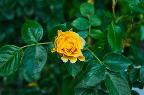 1000 Free Fundo Verde Rosas Nude And Cape Verde Images Pixabay
