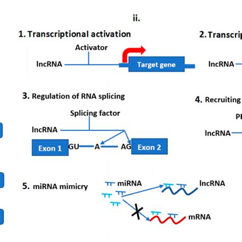 The Biogenesis Of Long Non Coding Rnas Lncrnas And Their Gene