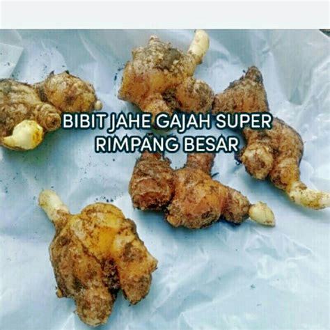 Jual 1 Kg Bibit Jahe Gajah Atau Jahe Putih Tumbuh Tunas Tua Siap Tanam Packing Dus Shopee