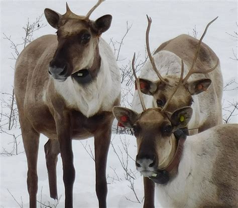 Caribou Confirming The Benefits Of Supplemental Feeding