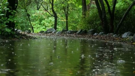 수면유도 마음의 안정을 가져다주는 숲속 백색소음 빗소리 Asmr Youtube