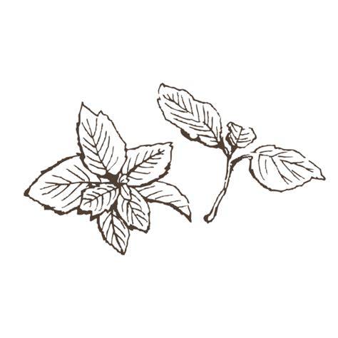 薄荷2png线稿素描手绘植物花水仙菊化妆品包装海报平面ai矢量设计素材