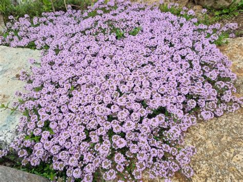 백리향 당근 중고거래