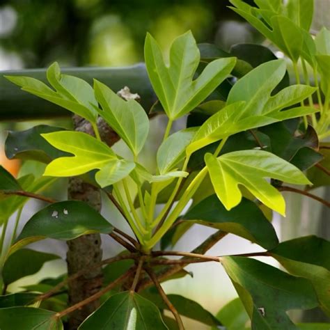 カクレミノという植物日陰に強い 四季創庭苑