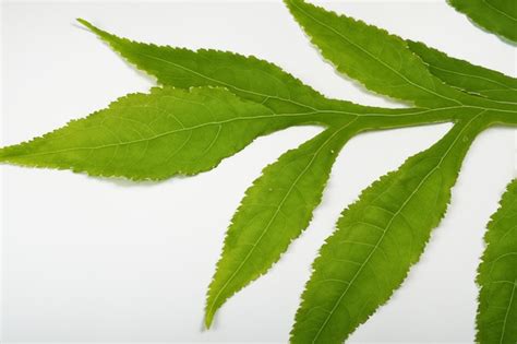 Premium Photo Leaf Background