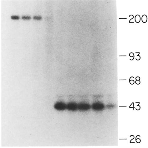 Kinetics Of Pma Induced Phosphorylation By Neutrophils Of Hla Class I