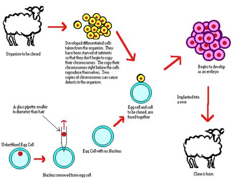 Cloning Lil Gureginox