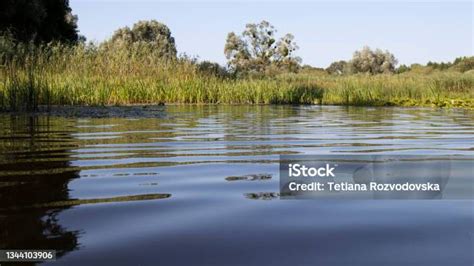 강의 차분한 물 표면이 닫힙니다 시골 풍경 평화로운 풍경 0명에 대한 스톡 사진 및 기타 이미지 0명 강 경관 Istock