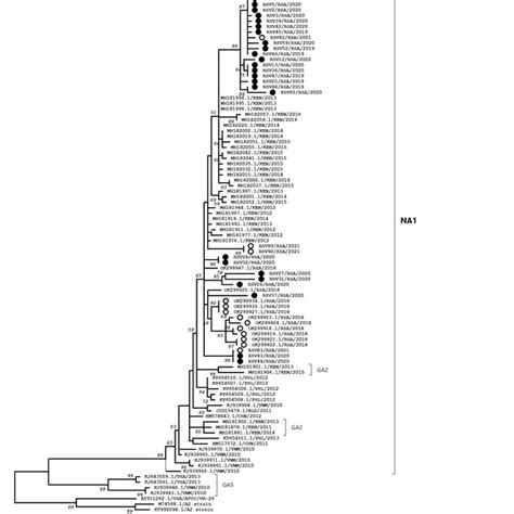 maximum likelihood phylogenetic tree based on the 1716 bp long f gene