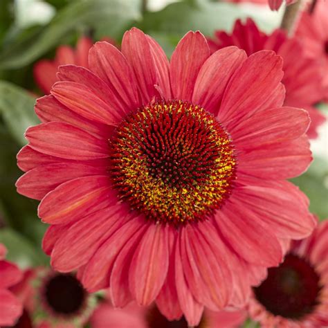 Echinacea Sunseekers Red Golden Valley Plants