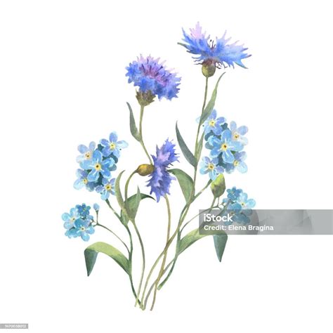 수채화 물망초 꽃과 수레 국화 야생의 소박한 꽃은 흰색으로 고립되어 있습니다 화장품 약 치료 아로마 테라피 간호 패키지 디자인 엽서에 좋습니다 0명에 대한 스톡 벡터 아트