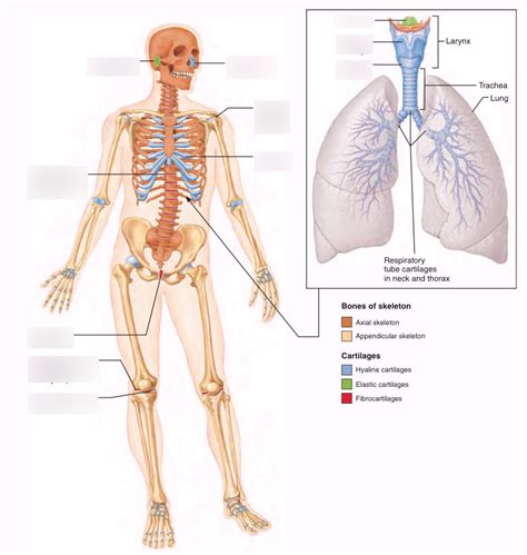 Diagram Of Cartilage Quizlet