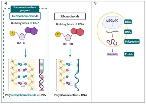 From Polydeoxyribonucleotides Pdrns To Polynucleotides Pns