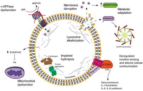 Age Related Lysosomal Dysfunctions Encyclopedia Mdpi