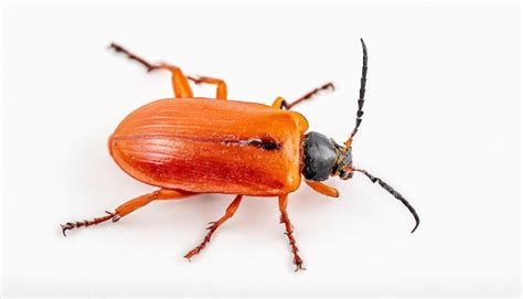 Premium Photo Bugs Isolated White Background Leaf Beetle