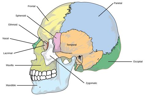 Types Of Skeletal Systems · Biology