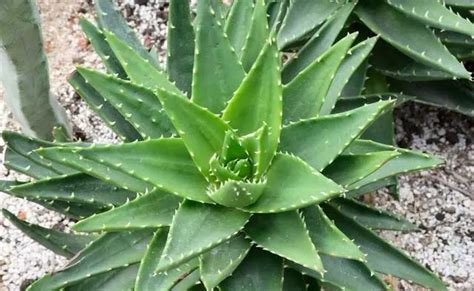 芦荟怎么养才能长得快 5个诀窍养芦荟长得快 搜狐大视野 搜狐新闻