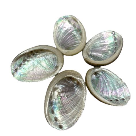 Lot Of 5 Abalone Shell Small Seashell Story Kaikoura
