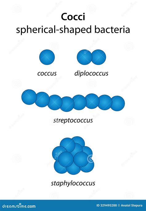 Spherical Shaped Bacteria Stock Vector Illustration Of Coccus 329495288