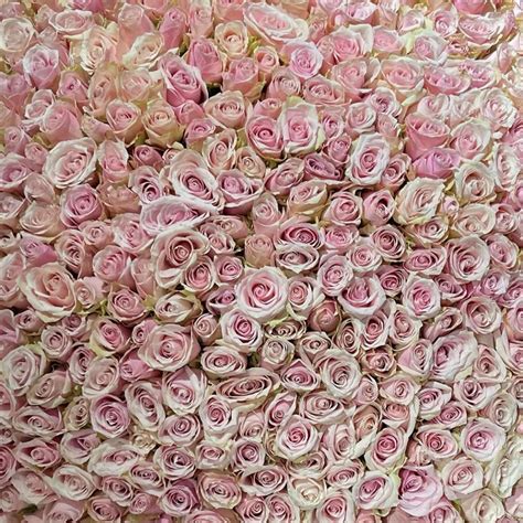 Доставка Стремление к совершенству Роза Кения нежно розовый пиафлор оазис флор губка