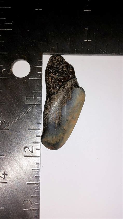Need Help Identifying Object Fossil ID The Fossil Forum