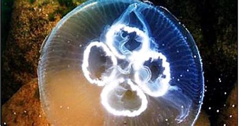 전남도 해파리 모니터링 강화