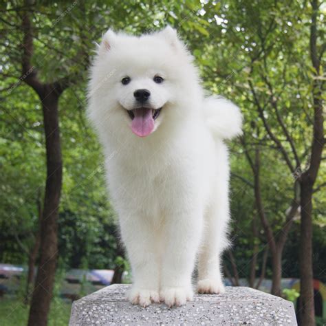 训练狗狗保持躺下姿势的八个步骤 主人